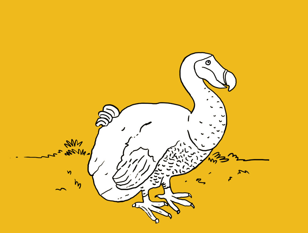 Discover the True Story of the Dodo from Mauritius - Enjoy Maurice